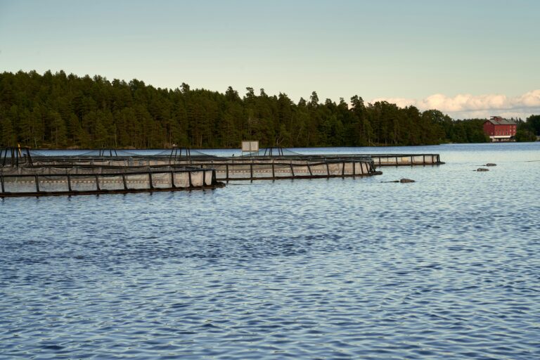 What is IMTA (Integrated Multitrophic Aquaculture)?
